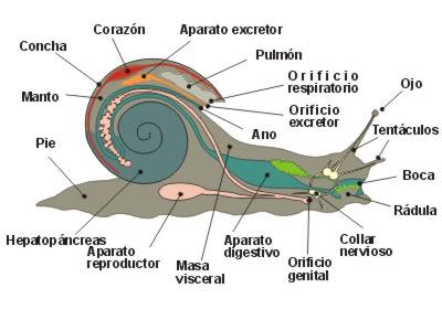 BIOLOGÍA Y GEOLOGÍA 1º ESO: Anatomía de un caracol