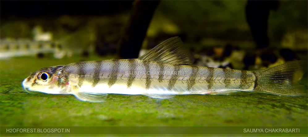 h2o forest: INDIAN LOACHES : 5 - Schistura beavani