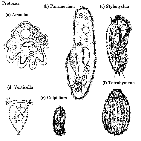 AP Biology: 10. phyla protozoa