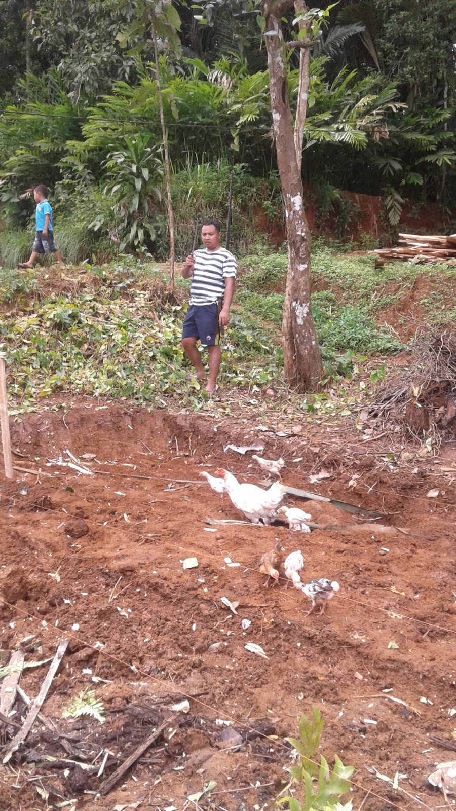 Top domba farm: Tahap Awal pembuatan Kandang TOP DOMBA FARM