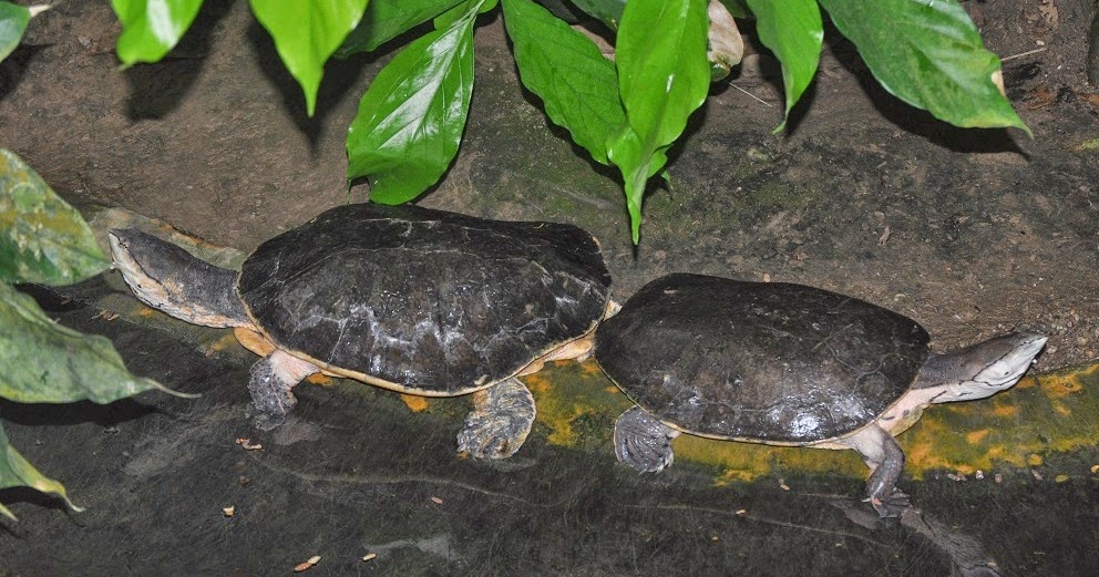 ZOOTOGRAFIANDO (6.096 ANIMALS): TORTUGA CABEZA DE SAPO DE HILARY ...