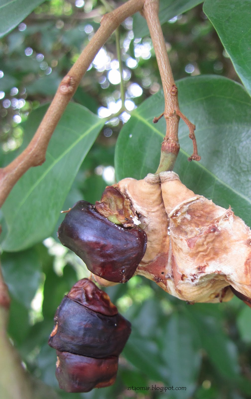 ...SeKaDaR CoReTaN....: POKOK KERDAS...