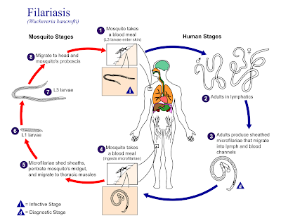 Infection Landscapes: Lymphatic Filariasis