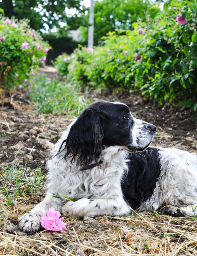 Handpicking the Rose Centifolia in Grasse, France – Emily Jane Johnston