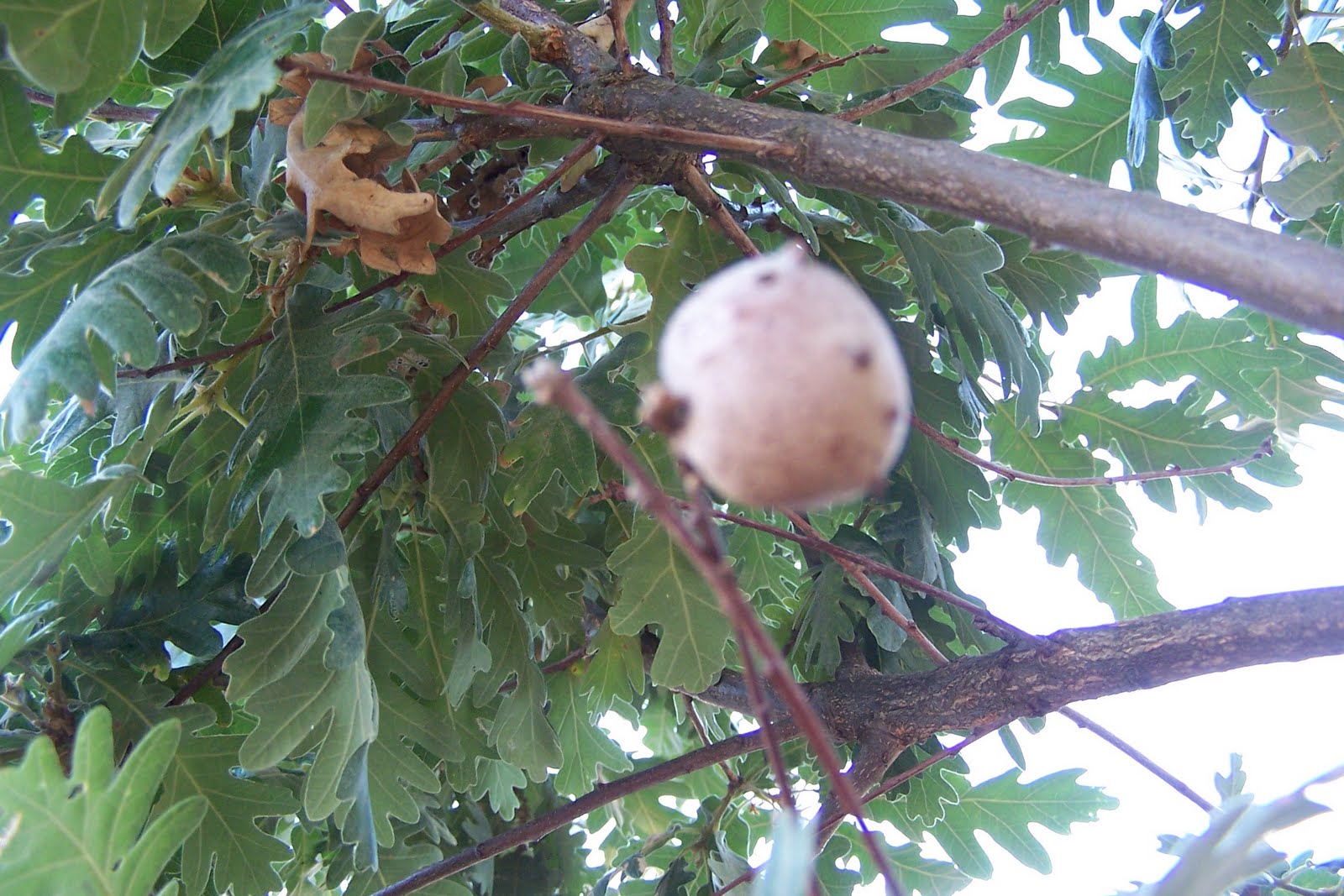 Diario de un naturalista aficionado: Las agallas del roble