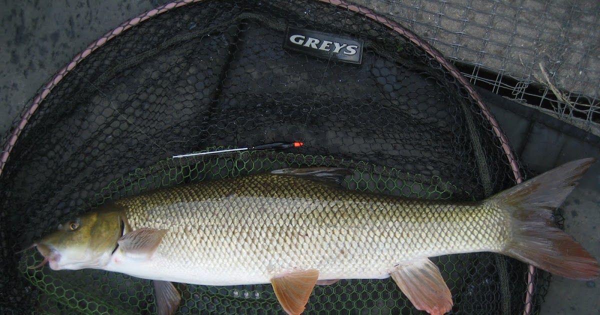 Trottingdowntheriver: First Barbel of the Season