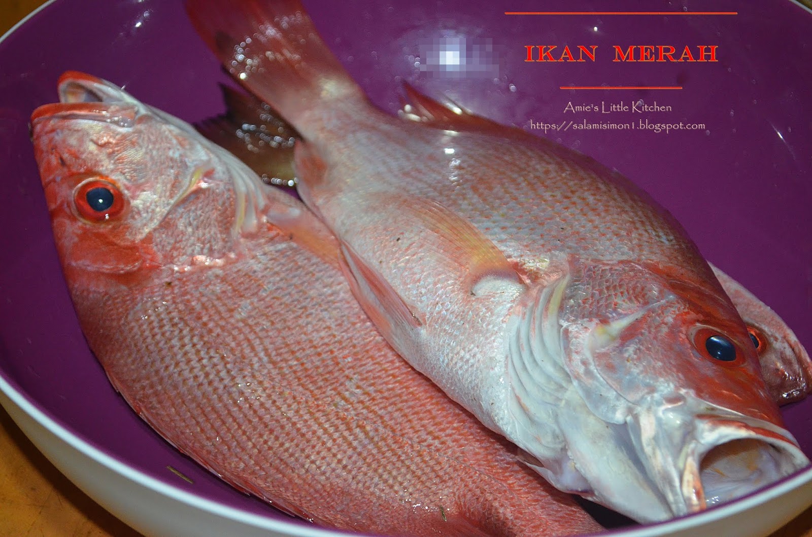 Memburu Ikan di Kala Senja - Amie's Little Kitchen