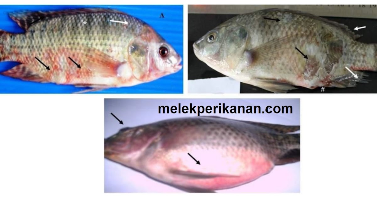Penyakit Bakteri Ikan; Penyebab, Gejala Klinis, Pencegahan / Pengobatan ...