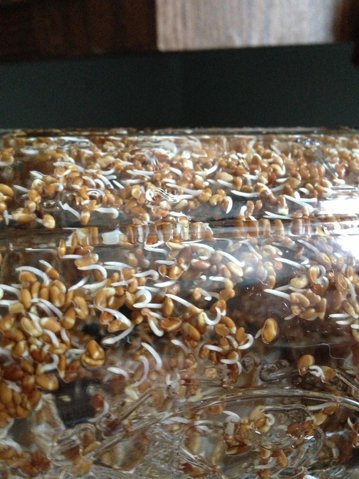 Mighty Distractible: Sprout It!