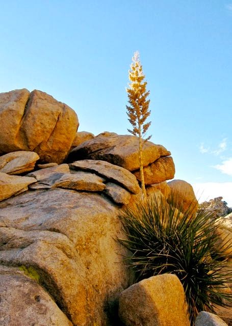 Seattle Garden Ideas: What the Heck is a Joshua Tree?