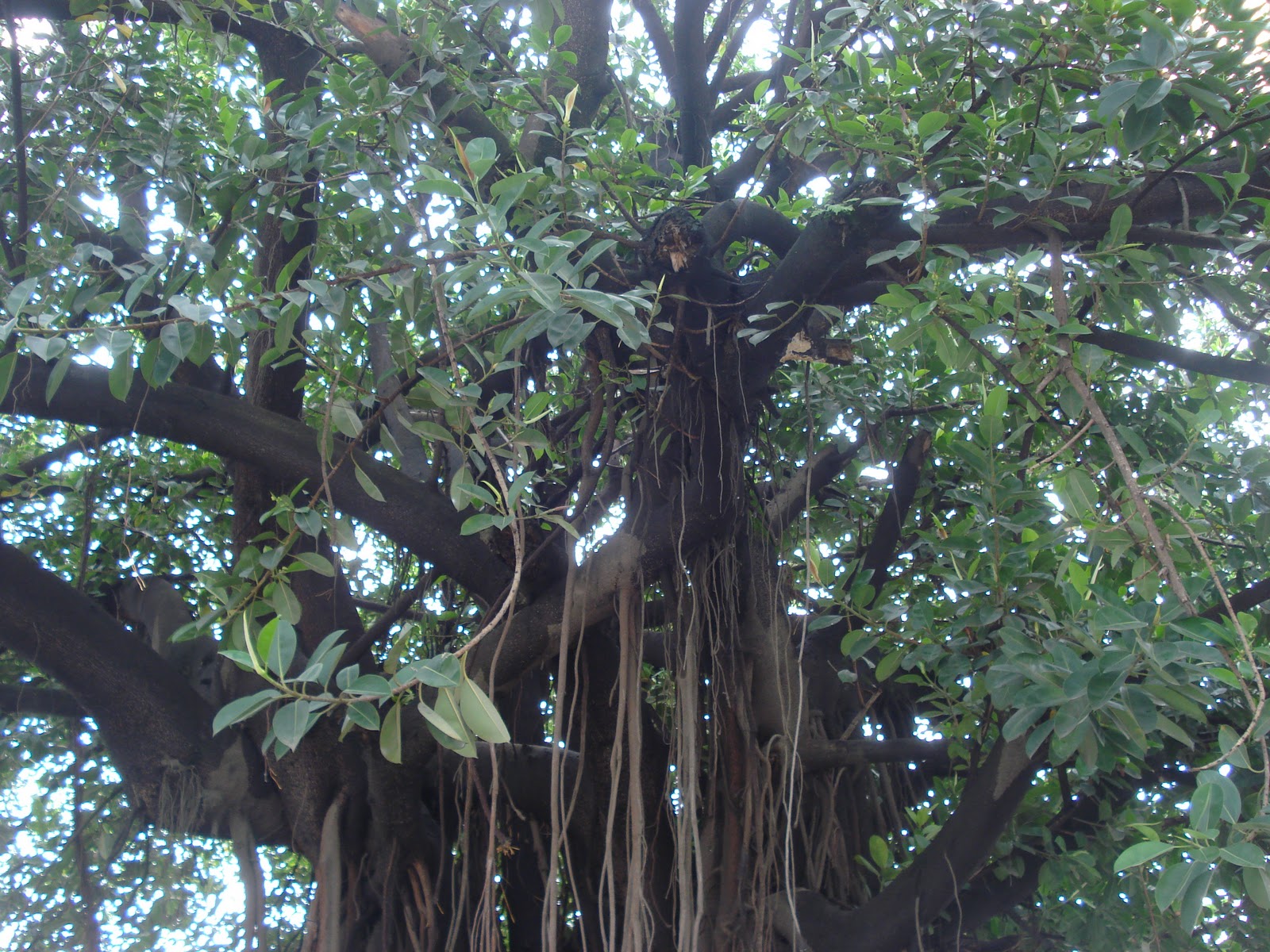 My Adventure to the Land of a Thousand Hills: Bujumbura Baby