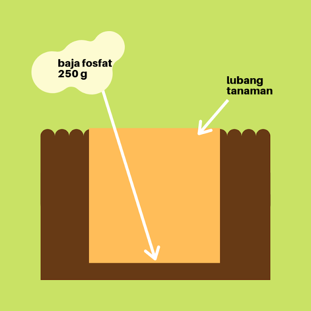 Cara Menanam Anak Pokok Sawit