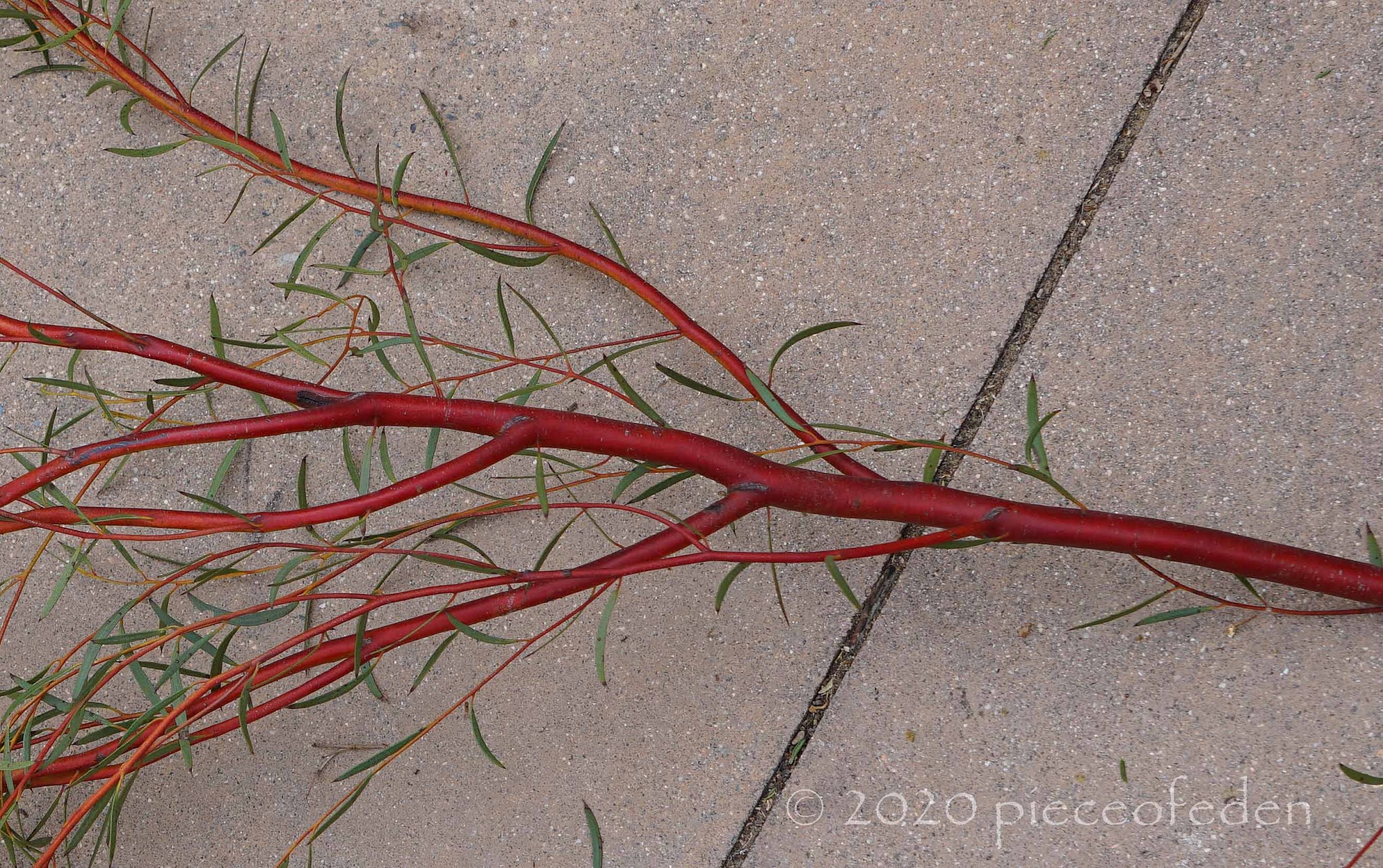Eucalyptus 'Moon Lagoon' Five Years Later And Other Stuff