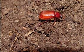 ENTENDENDO O MUNDO PELOS INSETOS: Insetos que são bioindicadores de ...