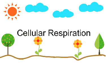 Lynzey Green Online Biology