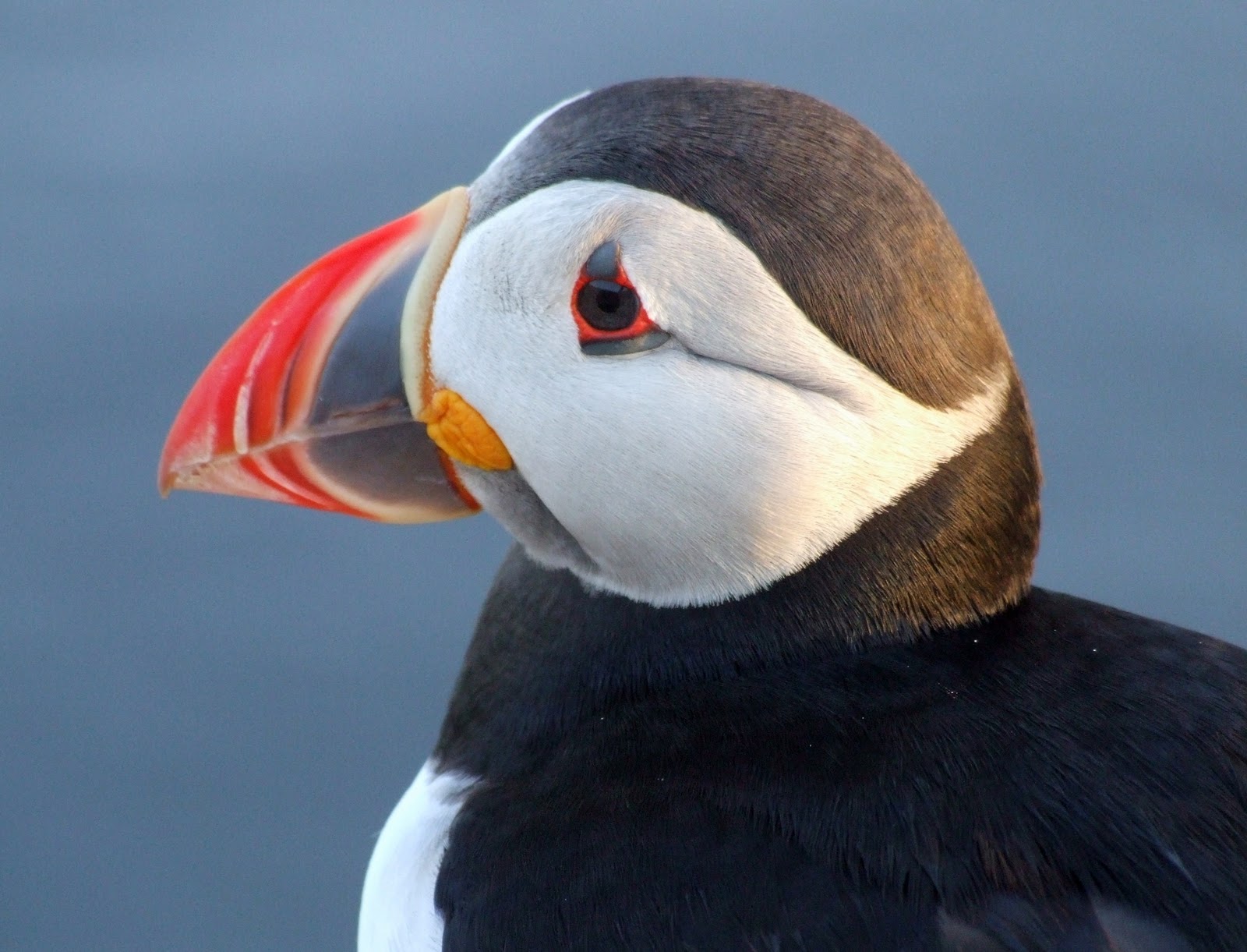 Fair Isle: Atlantic Puffin - fratercula arctica - memories from July 2009
