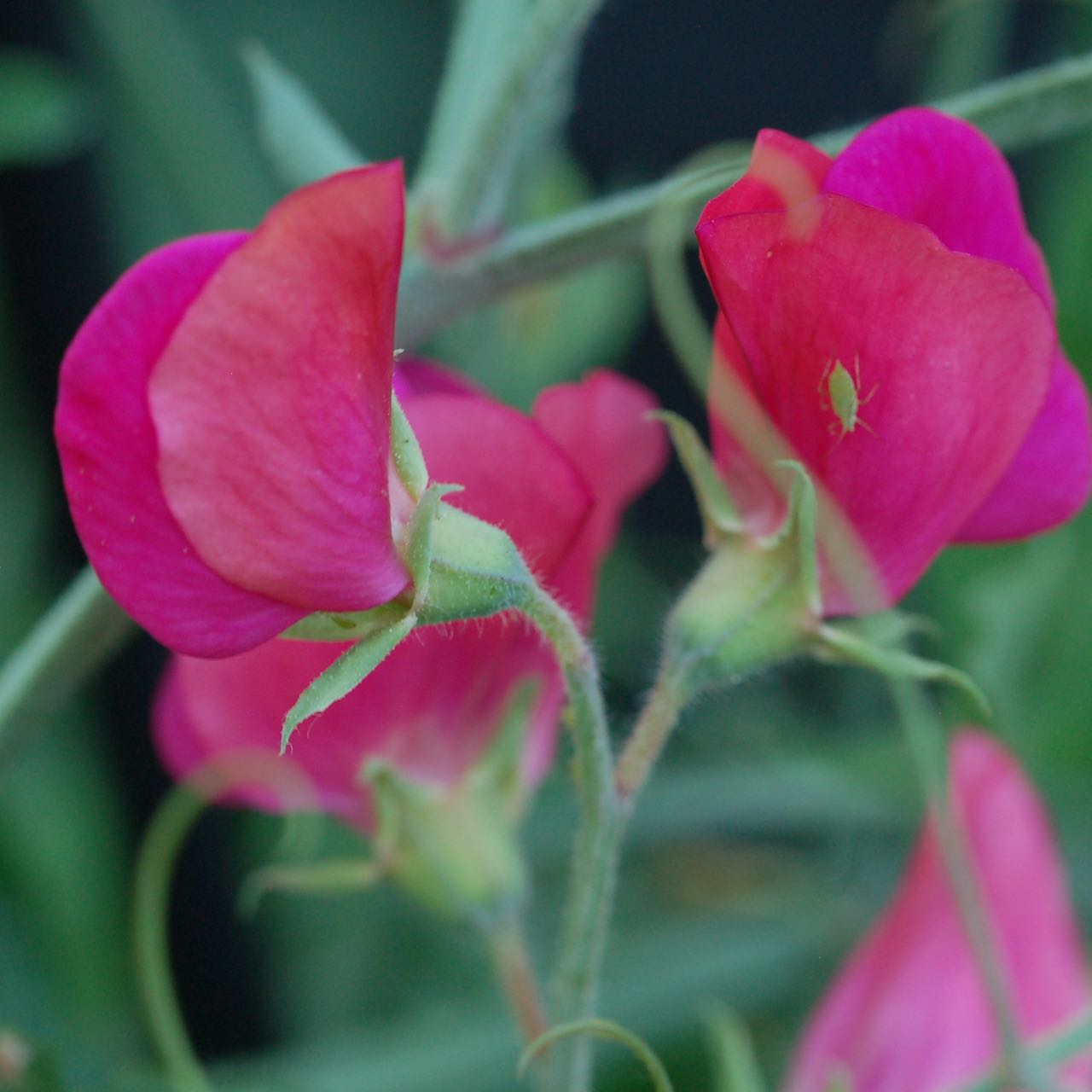 Lathyrus tip. Zaaien in november.