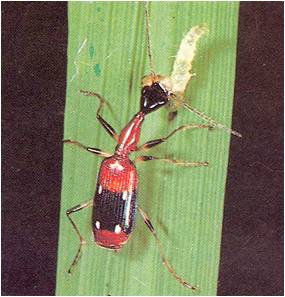 Musuh Alami Yang Harus Dilindungi | Tani Organik