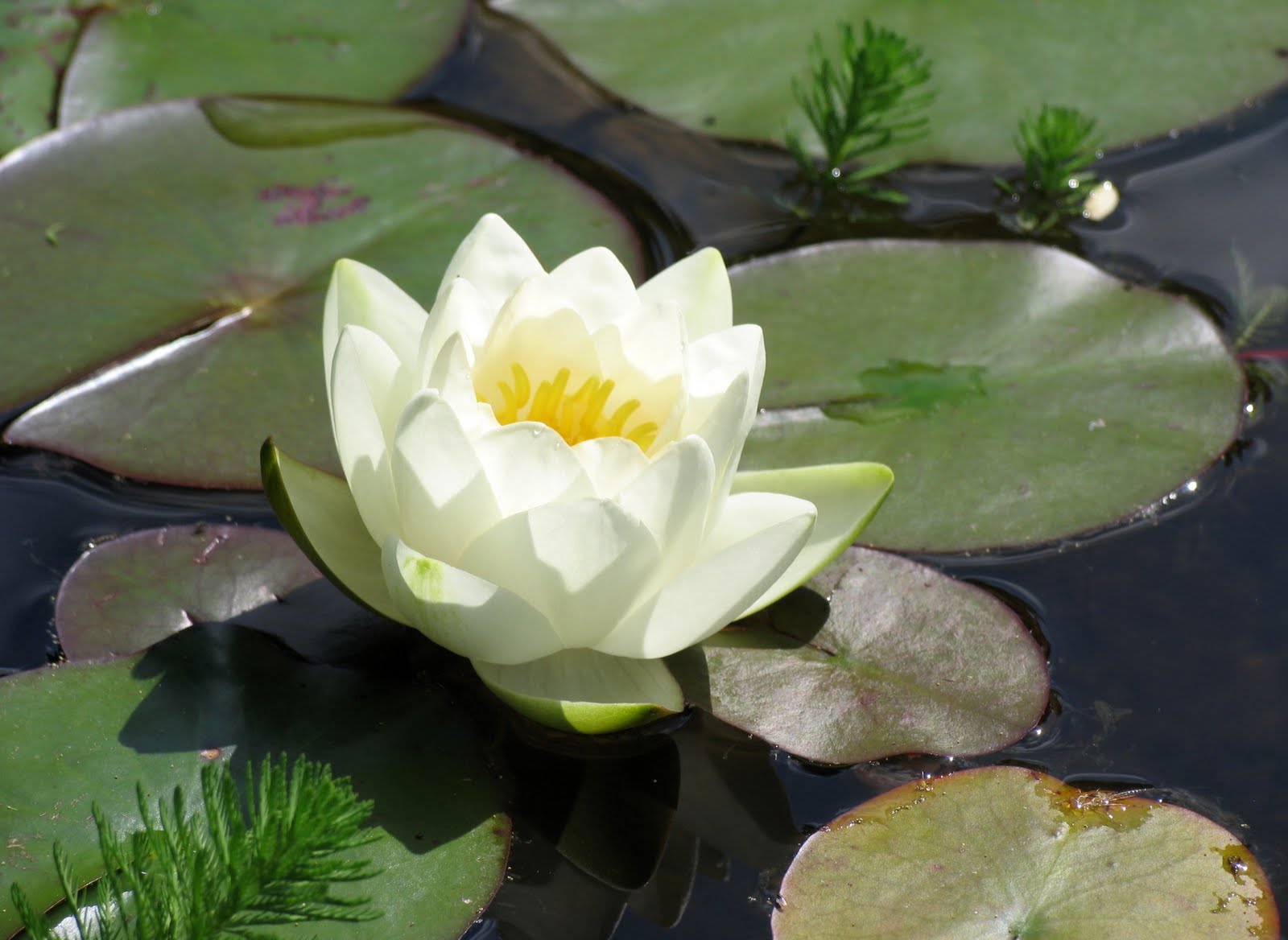 Natuurfotografie May Basten: Waterlelie
