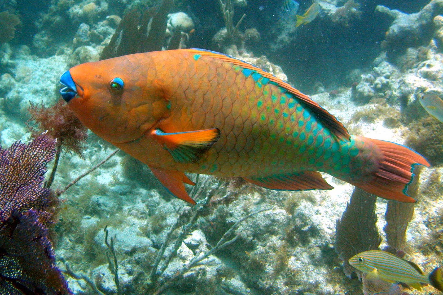 Top 15 Most Beautiful Fishes ~ Explore Amazing World