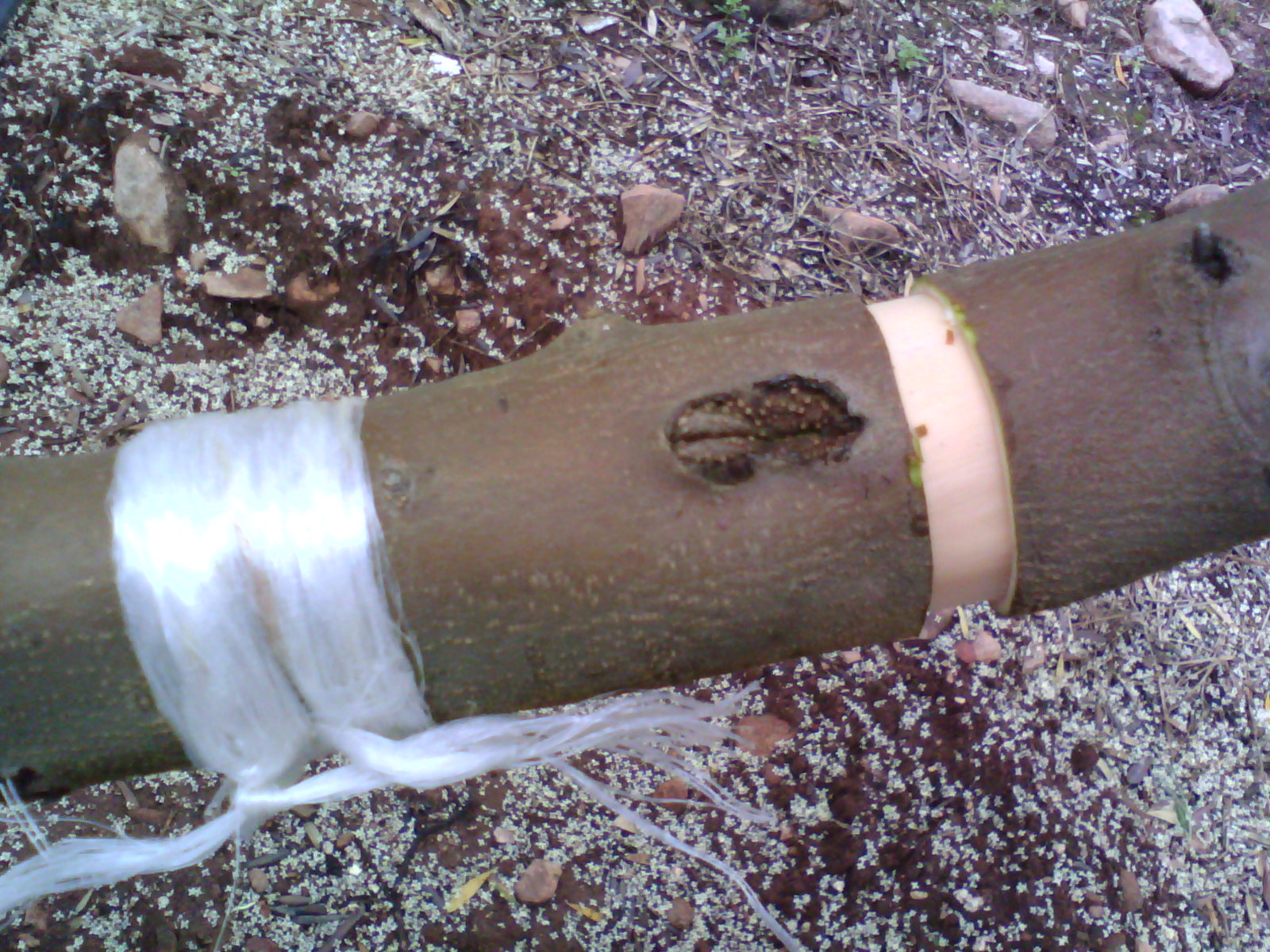 ΟΤΙ ΘΕΣ ΓΙΑ ΤΑ ΦΥΤΑ: Μπολιασμα Ελιας