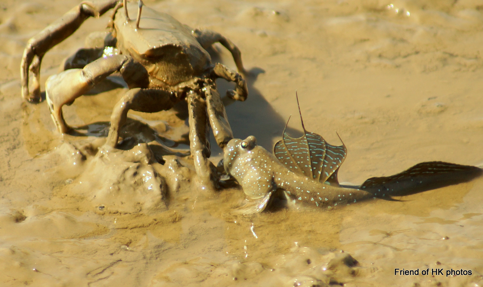 Photographic Wildlife Stories in UK/Hong Kong: Unfortunate Creatures ...