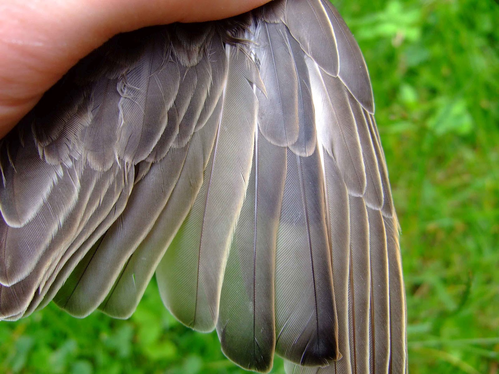 South Notts Ringing Group: June 2012