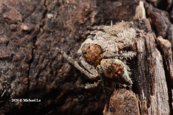 The rainforests of Borneo & Southeast Asia: Spiders from my jungle ...