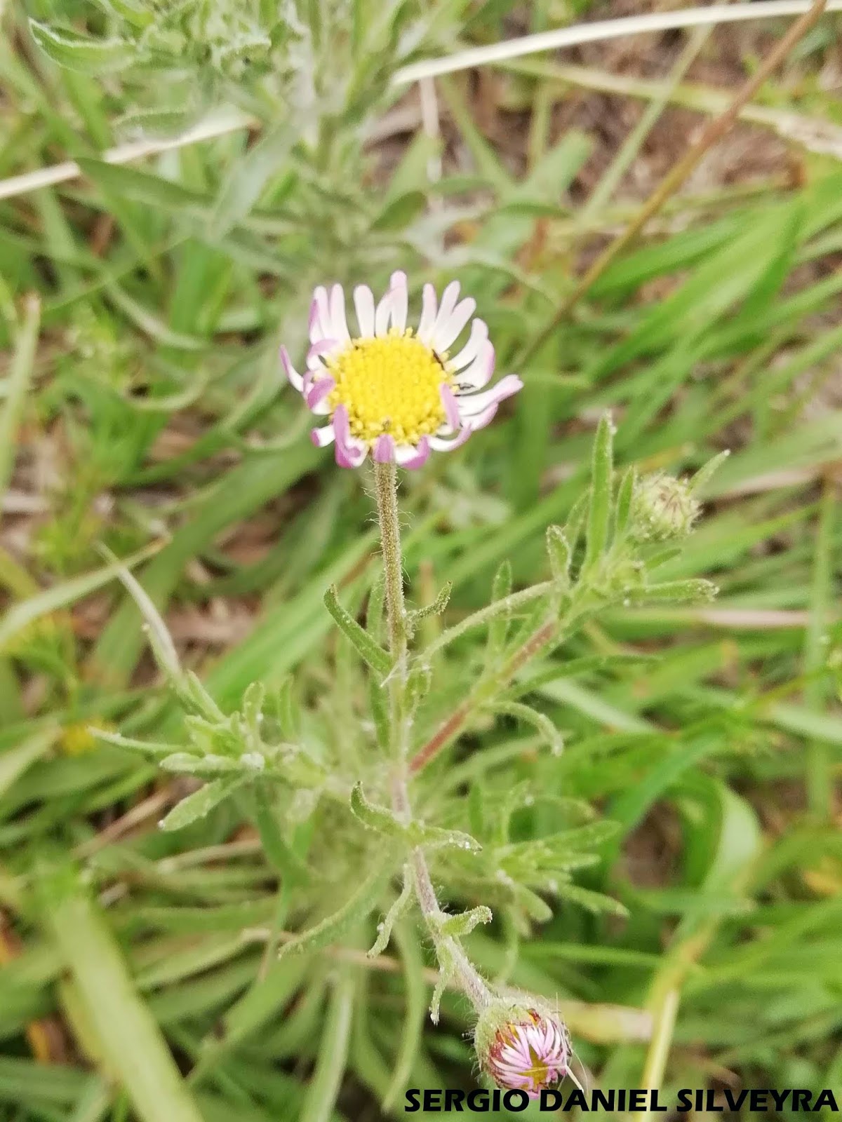 Flora Nativa de Entre Rios