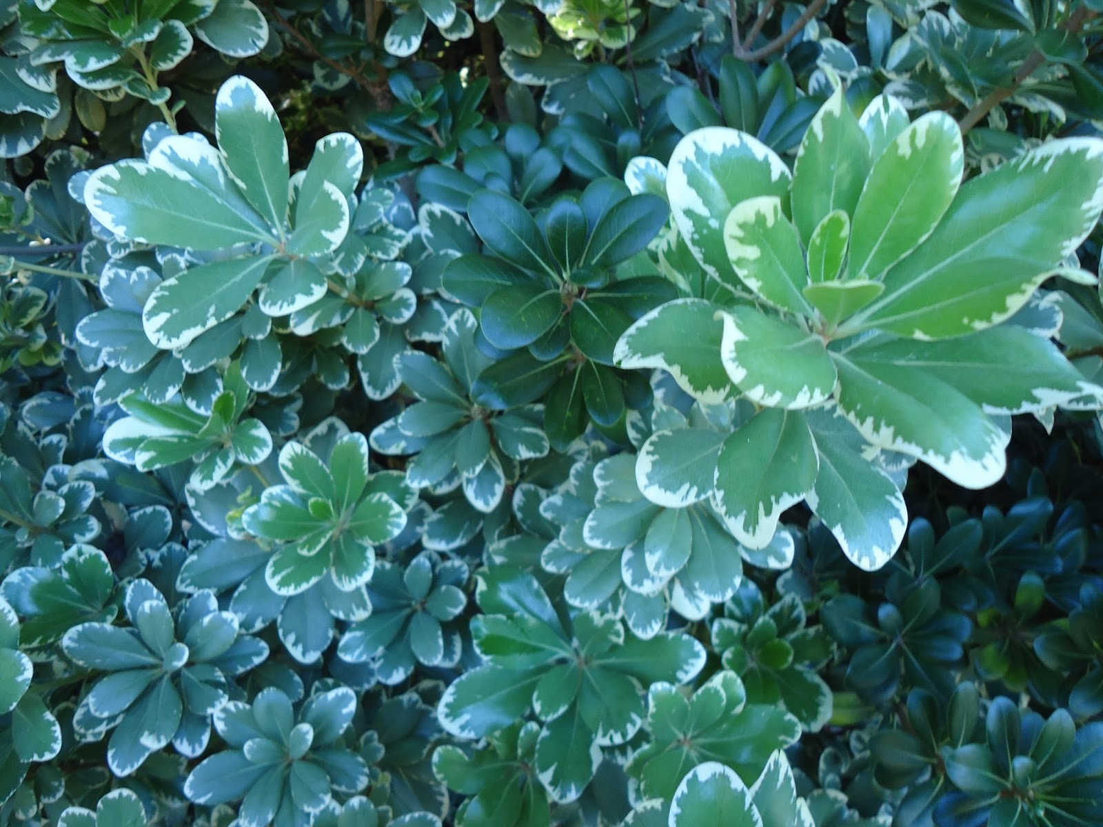 v e r d e c h a c o: Azarero / Jazmín de China / Pitosporo