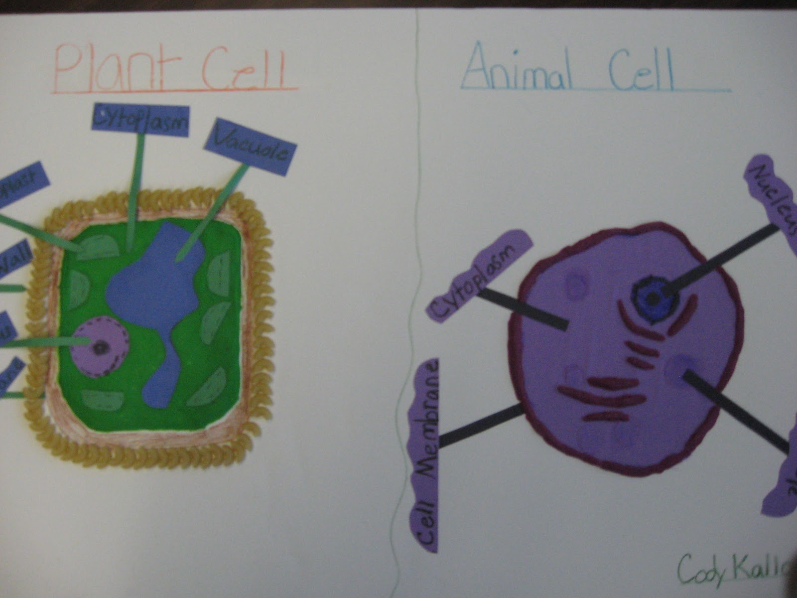 Third Grade Smarties!: Animal and Plant Cells