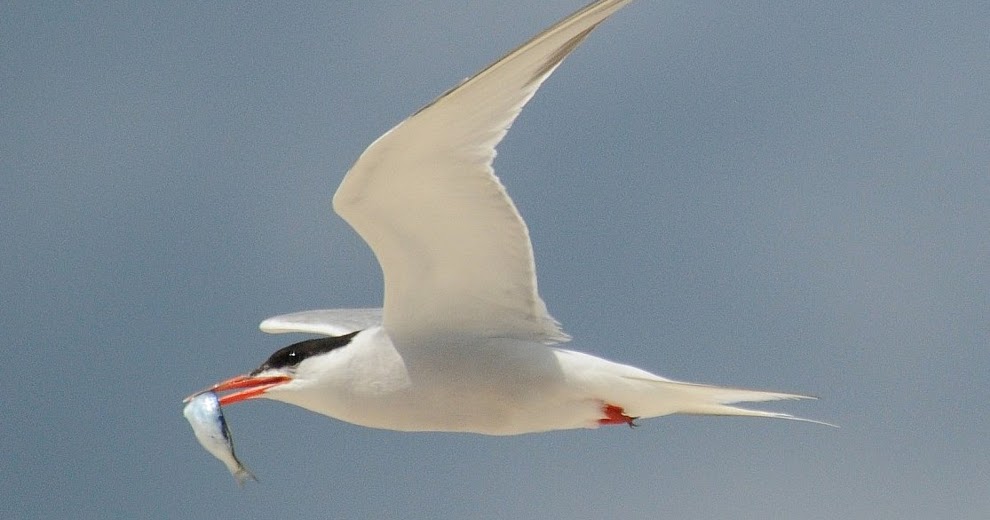 COMMON TERN