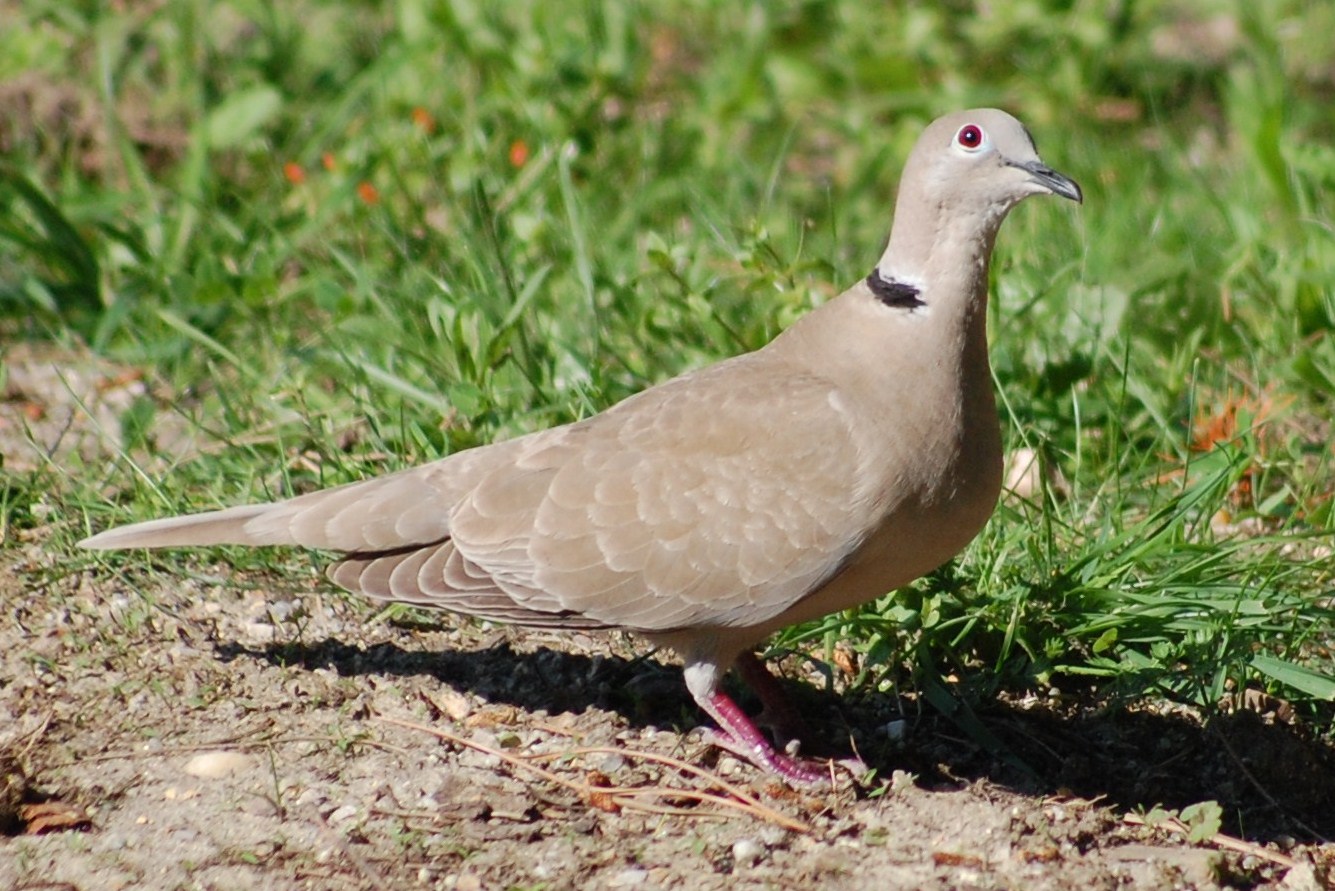 Imagens da vida animal: Rola-turca (Streptopelia decaocto)