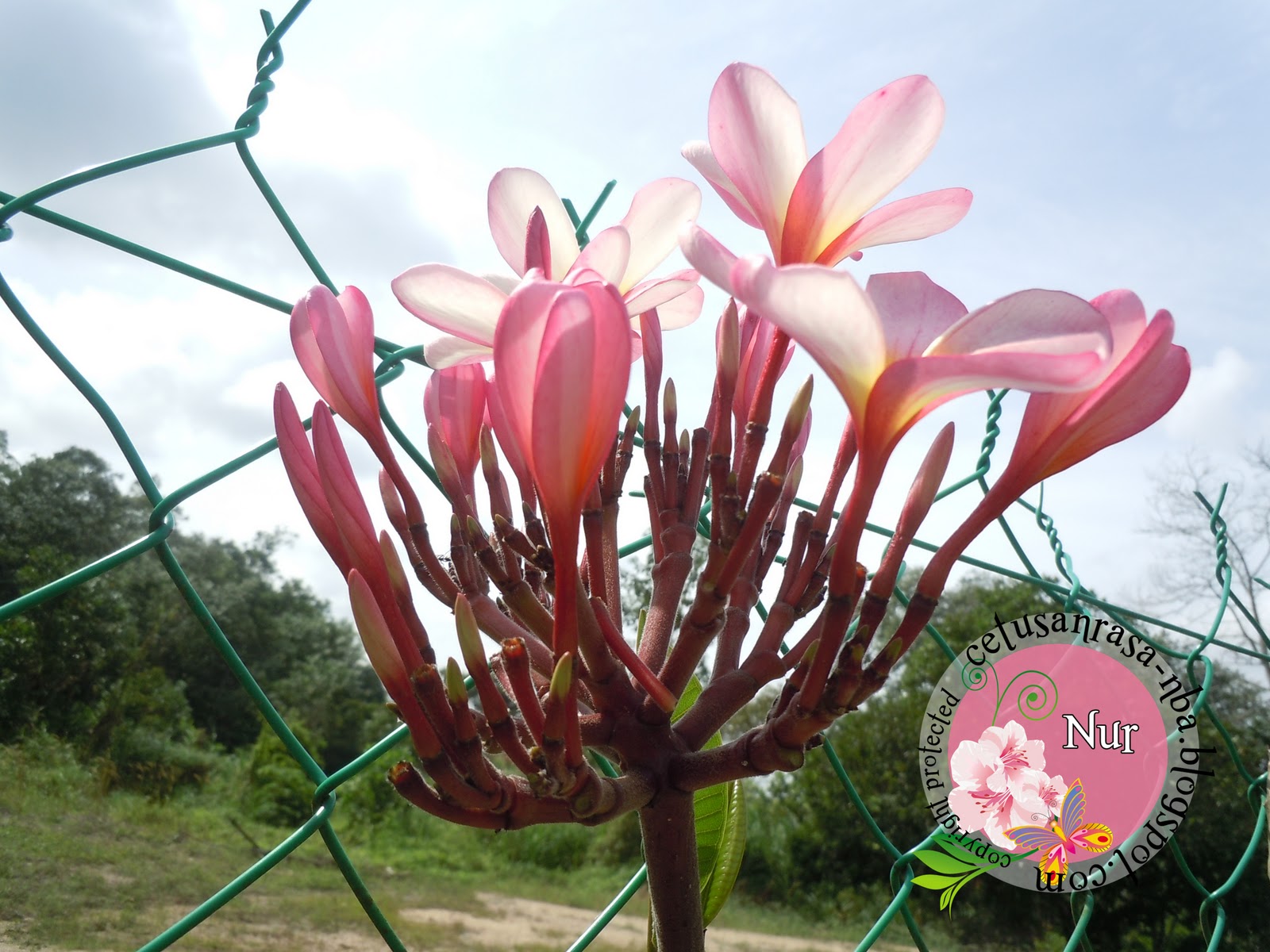 Cetusan Rasa: Bunga Kemboja Milik Bonda