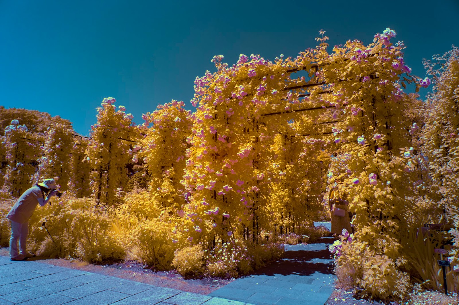 SONY ILCE-7M2 Modified Astro Camera | Photo of the Life