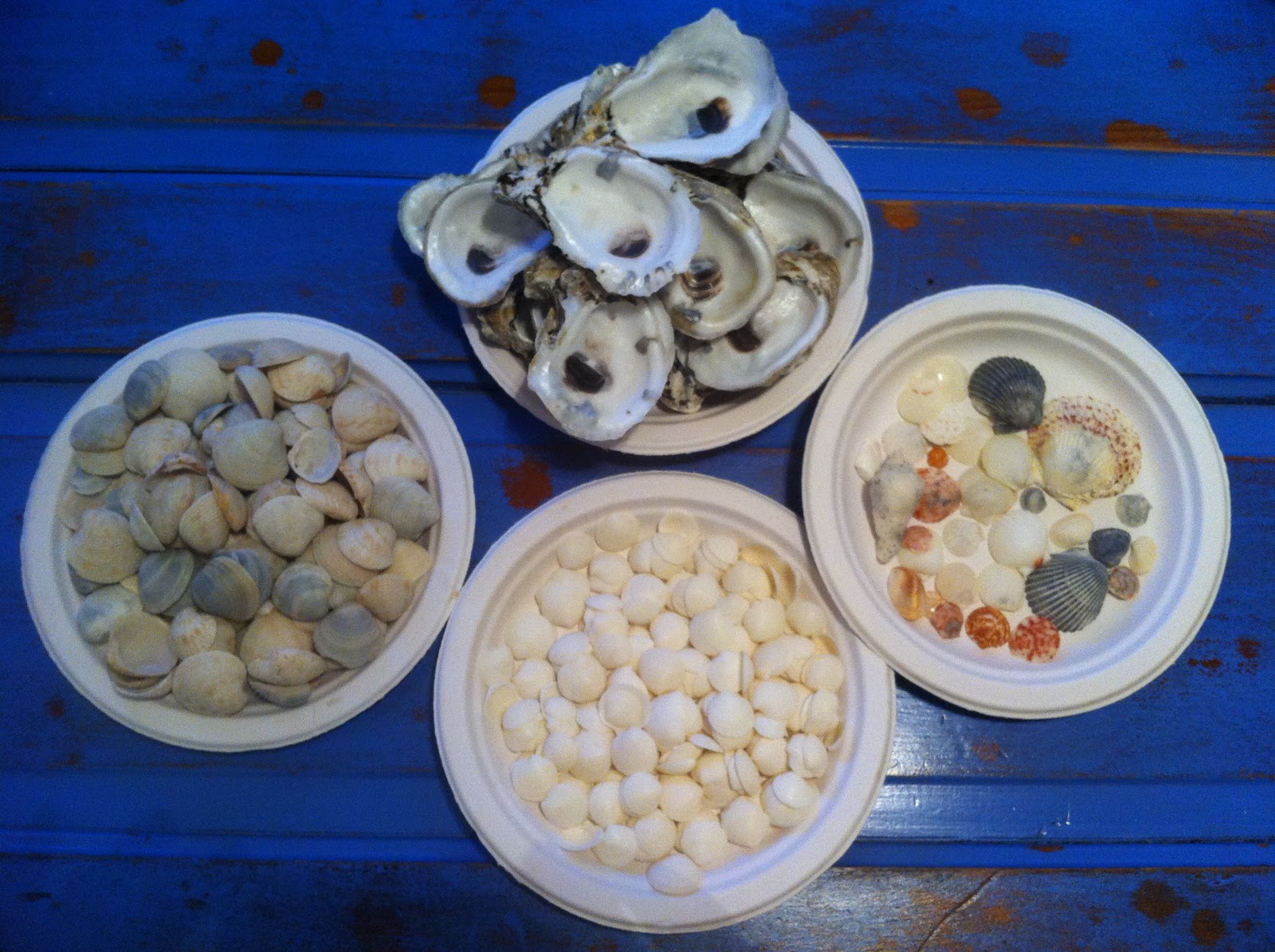 Blissful on the Bayou: SEASHELLS FROM THE SEASHORE