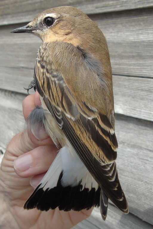 Hilbre Bird Observatory