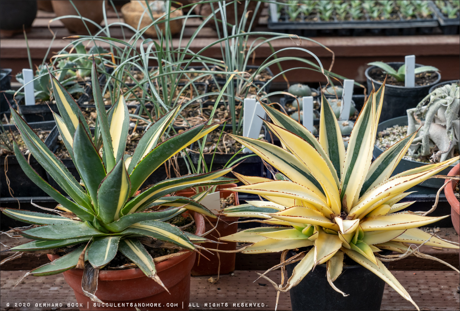 Jeremy Spath's Hidden Agave Ranch: the greenhouse