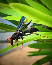 Witer Brasil: O que você deve saber sobre Marimbondos