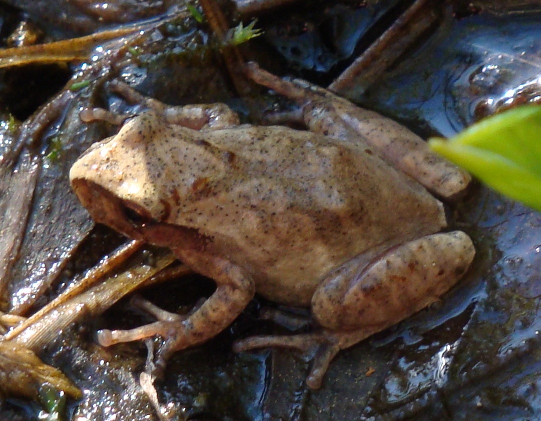 Duluth Frog Blog: Spring Peepers
