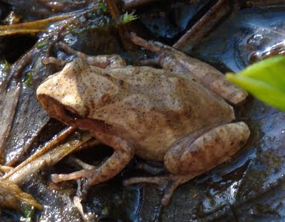 Duluth Frog Blog: Spring Peepers