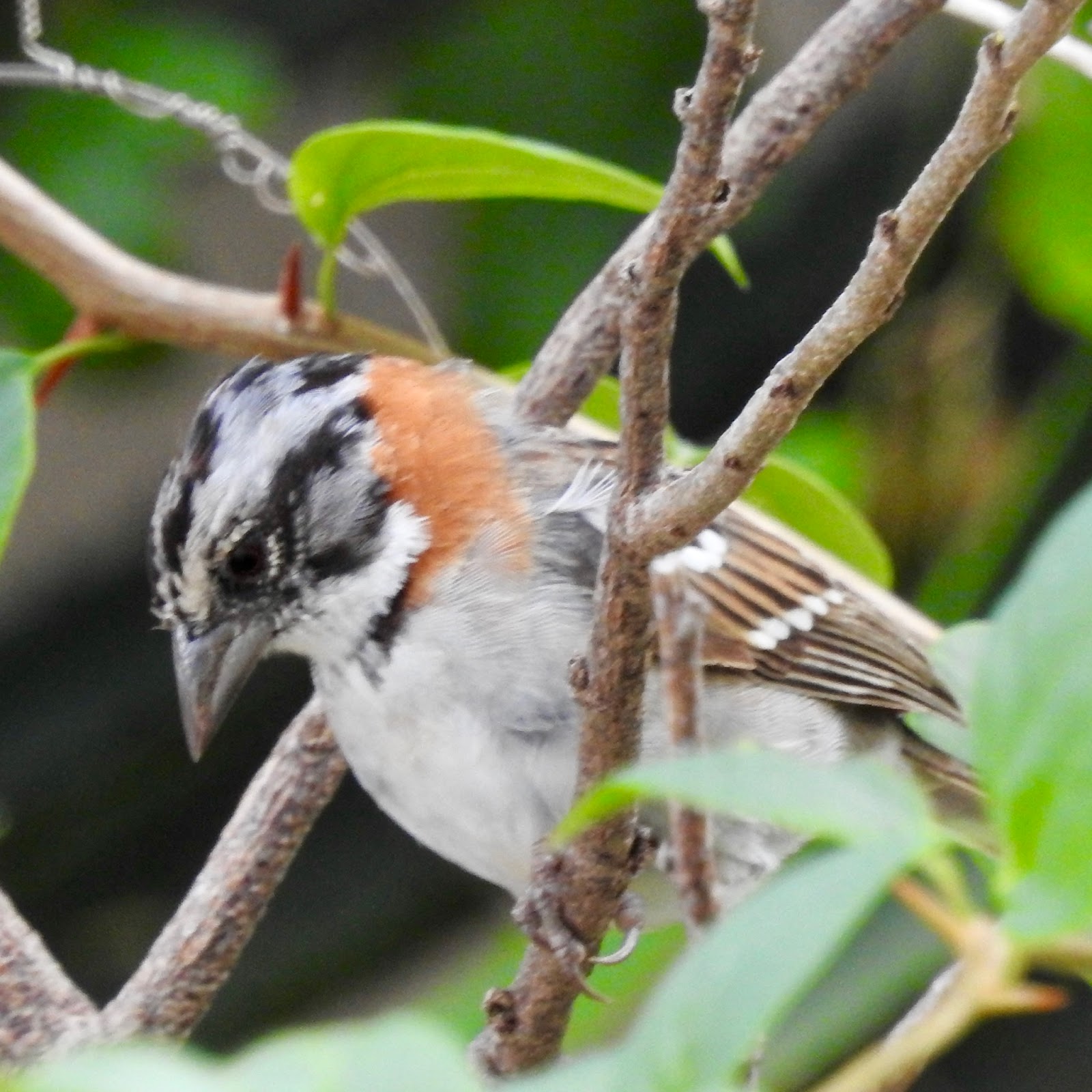 Hiking Curaçao - Flora and Fauna: Bird count. In Dutch. Feb. 6. 2020