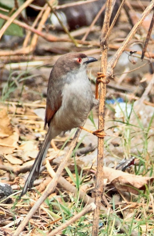 MOUNT ABU BIRDS MY PERSONAL COLLECTION: Photo Galleries Birds around ...