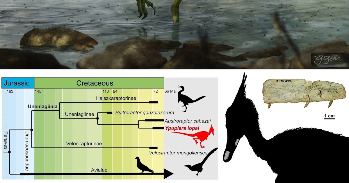 Species New to Science: [Paleontology • 2021] Ypupiara lopai • A New ...