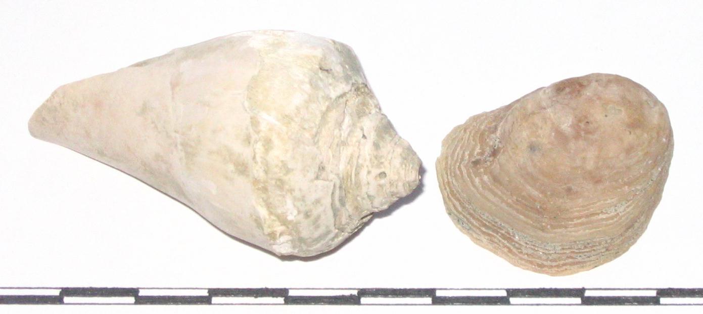 CRÓNICAS DESDE CÁRTAMA.