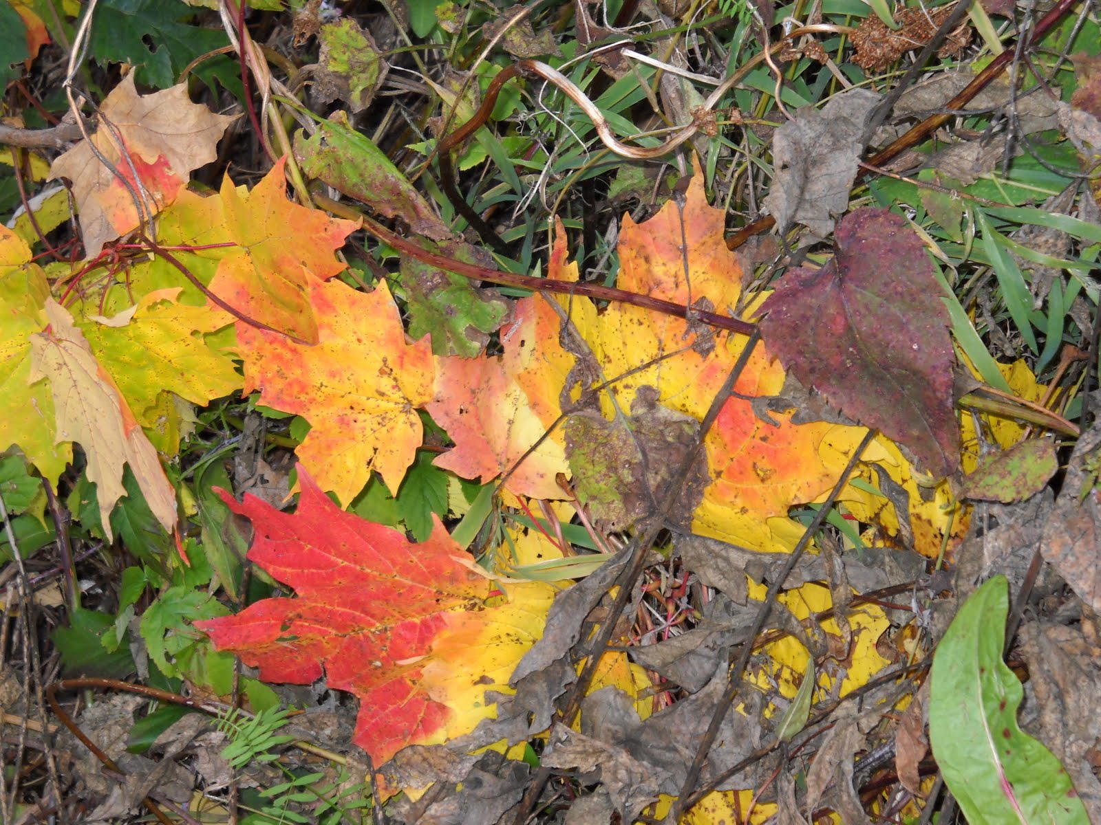 A Wild Garden: Photo Gallery: Wild Garden