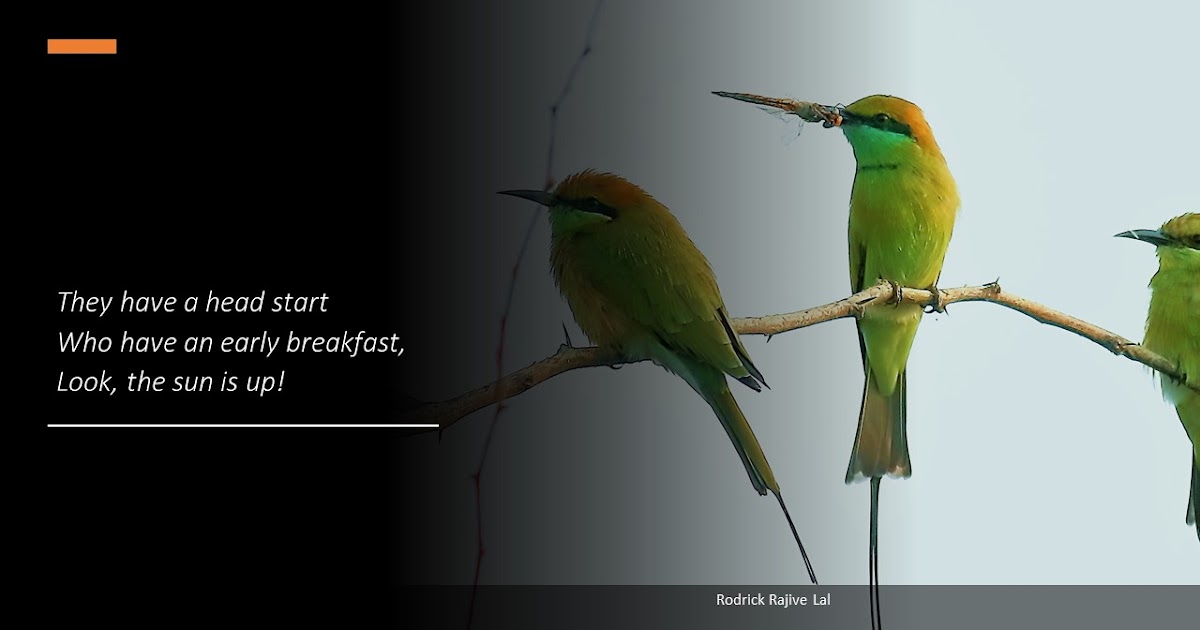 Rodrick Writes: My Haiku Poems On Birds and Insects