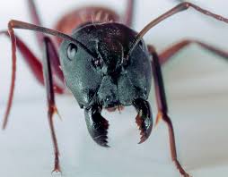 ¿TODOS LOS INSECTOS SON IGUALES?: EL CUERPO DEL INSECTO