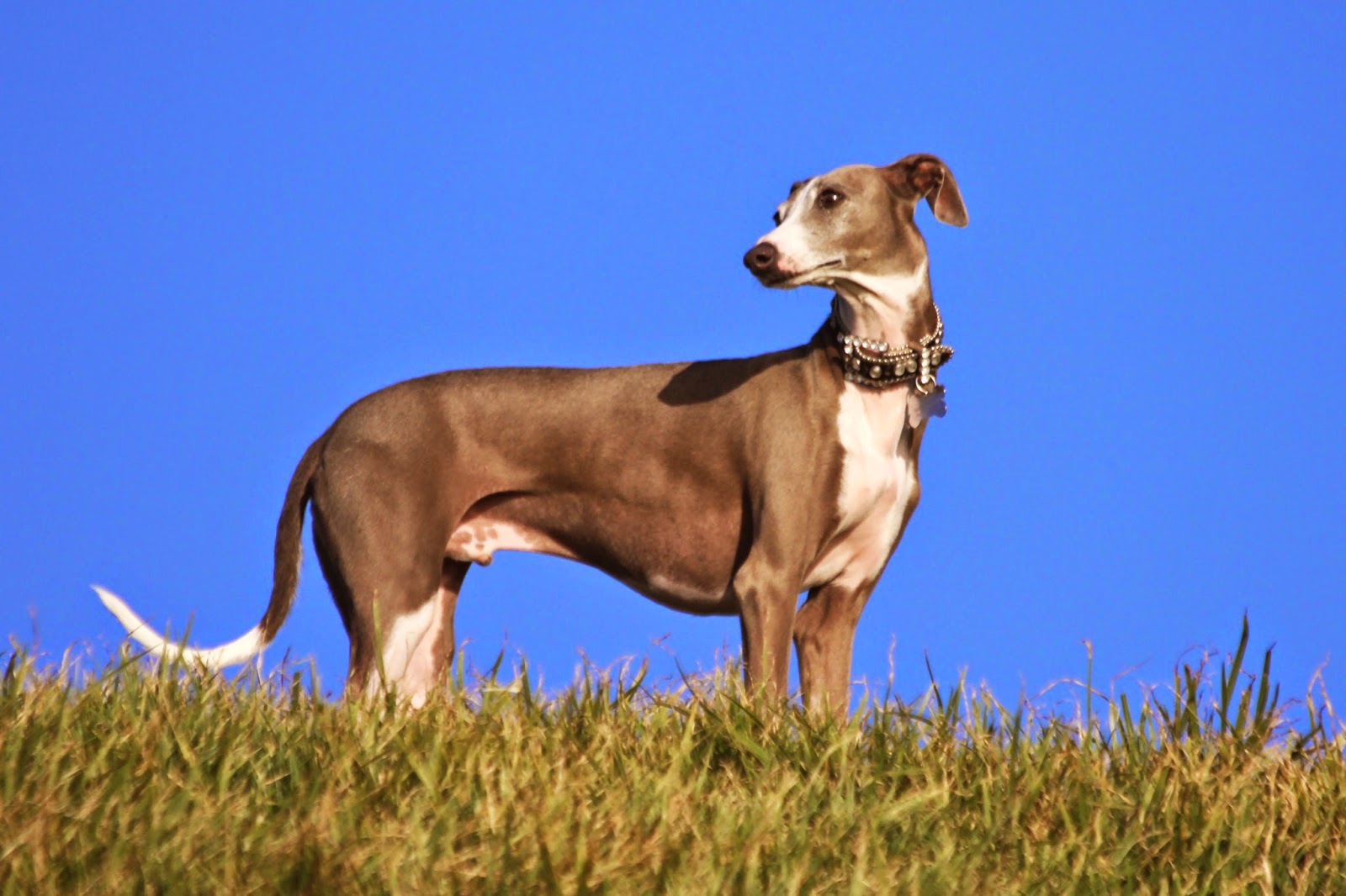 Todo Sobre Perros: Galgo español