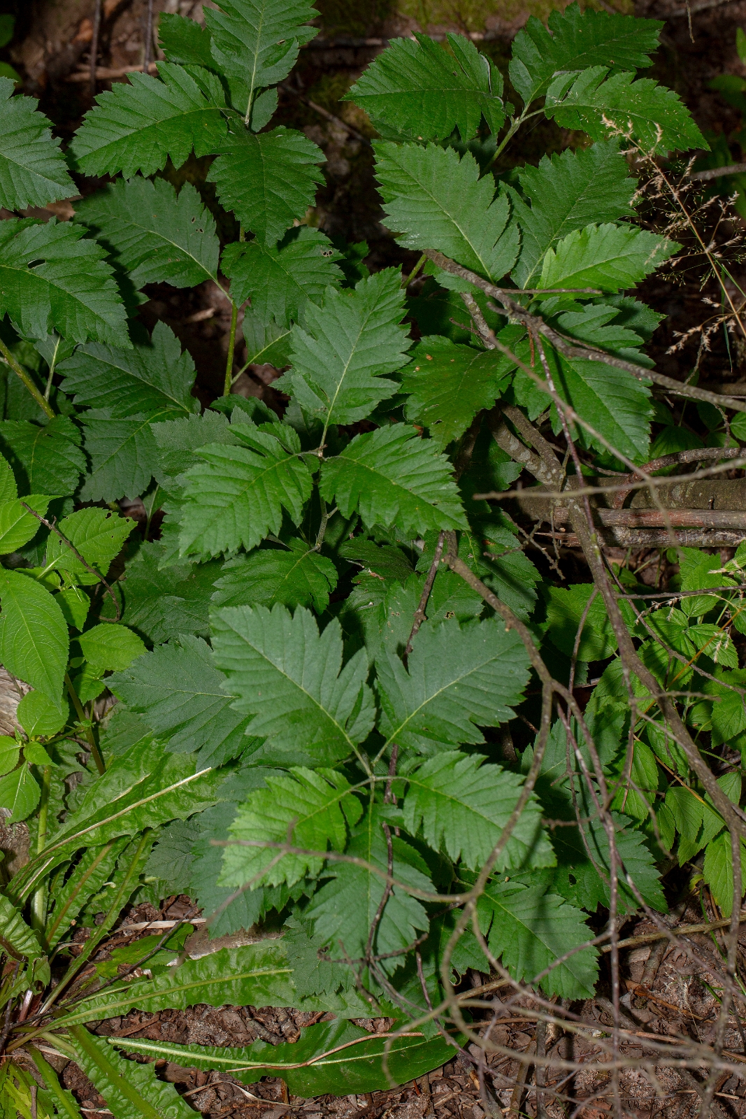 Всё о бегониях и не только...: Рябина Мужо / Хедлундия Мужо (Sorbus ...